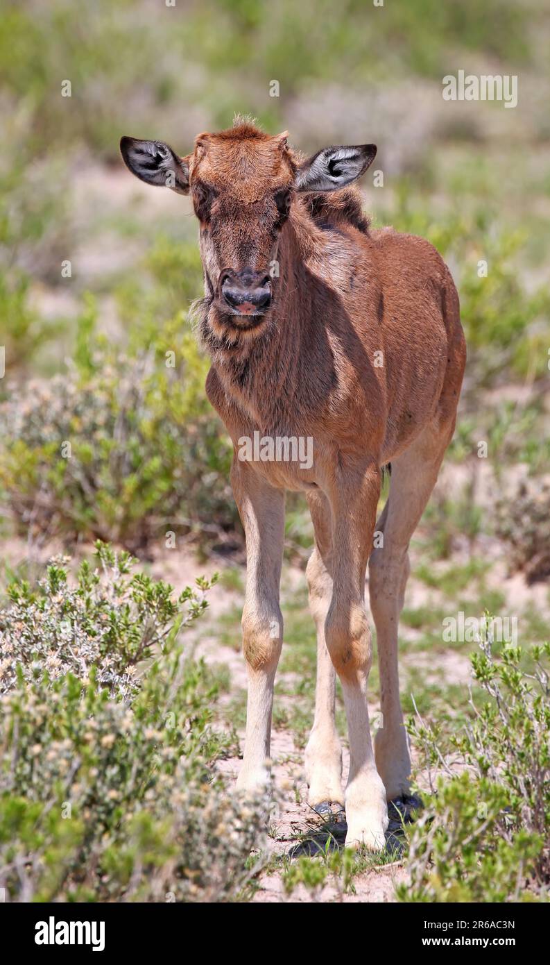 Very young wildebeest, Etosha, Namibia, very young wildebeest, Etosha ...