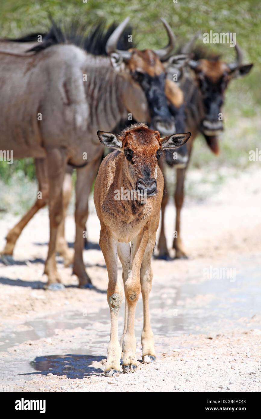 Very young wildebeest, Etosha, Namibia, very young wildebeest, Etosha ...