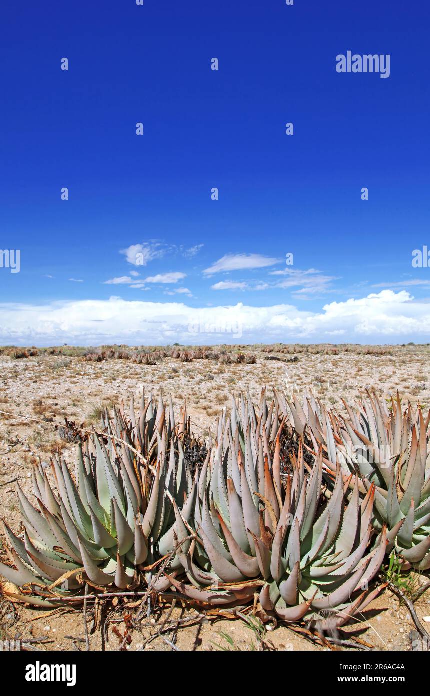 Namibian landscape photography hi-res stock photography and images - Alamy