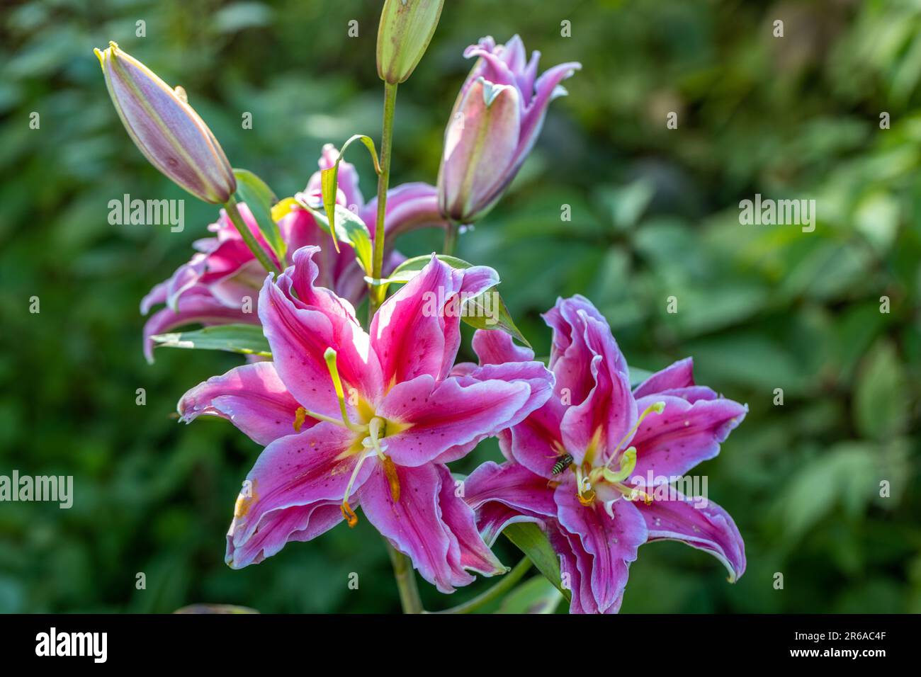 Oriental double lily hi-res stock photography and images - Alamy