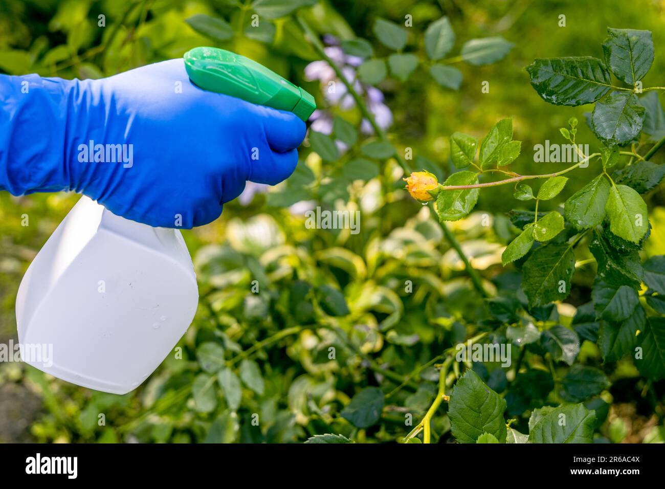treatment in the garden of young shoots of roses from aphids ...