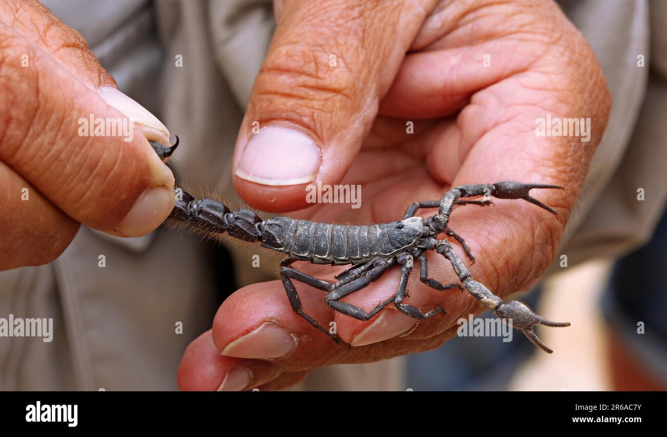 Giftiger schwarzer Skorpion, Namibia, poisonous scorpion, Namibia Stock ...