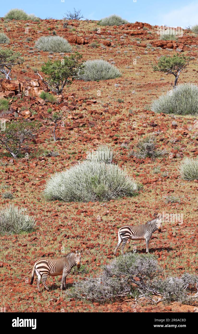 Hartmann's mountain zebras in the landscape of Palmwag, mountain zebras ...