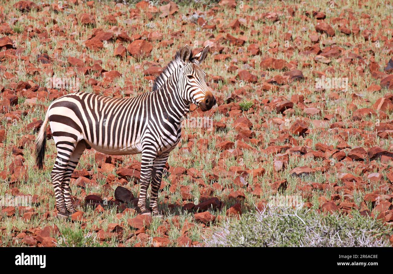Hartmann's mountain zebra in the landscape of Palmwag, mountain zebra ...