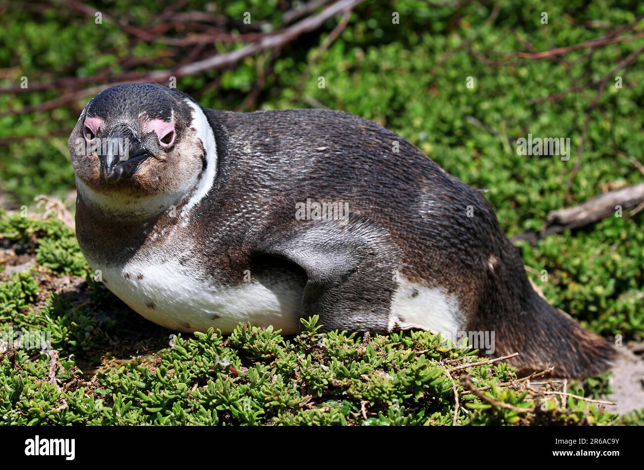 Penguin observation hi-res stock photography and images - Alamy