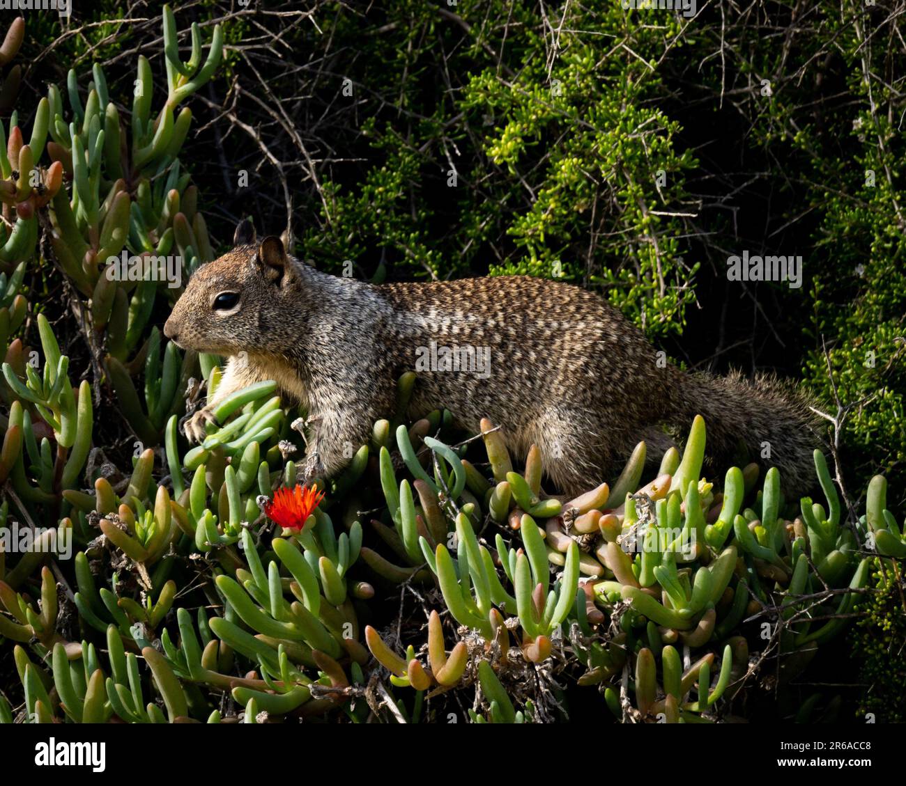 A grey squirrel atop a bush, with a cluster of small plants Stock Photo ...