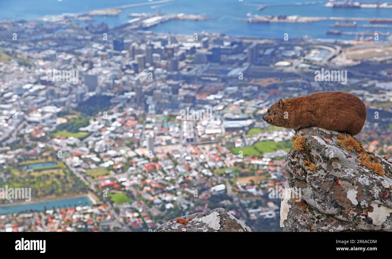 Cliff Shark, up on the edge of Table Mountain, looking down on the ...