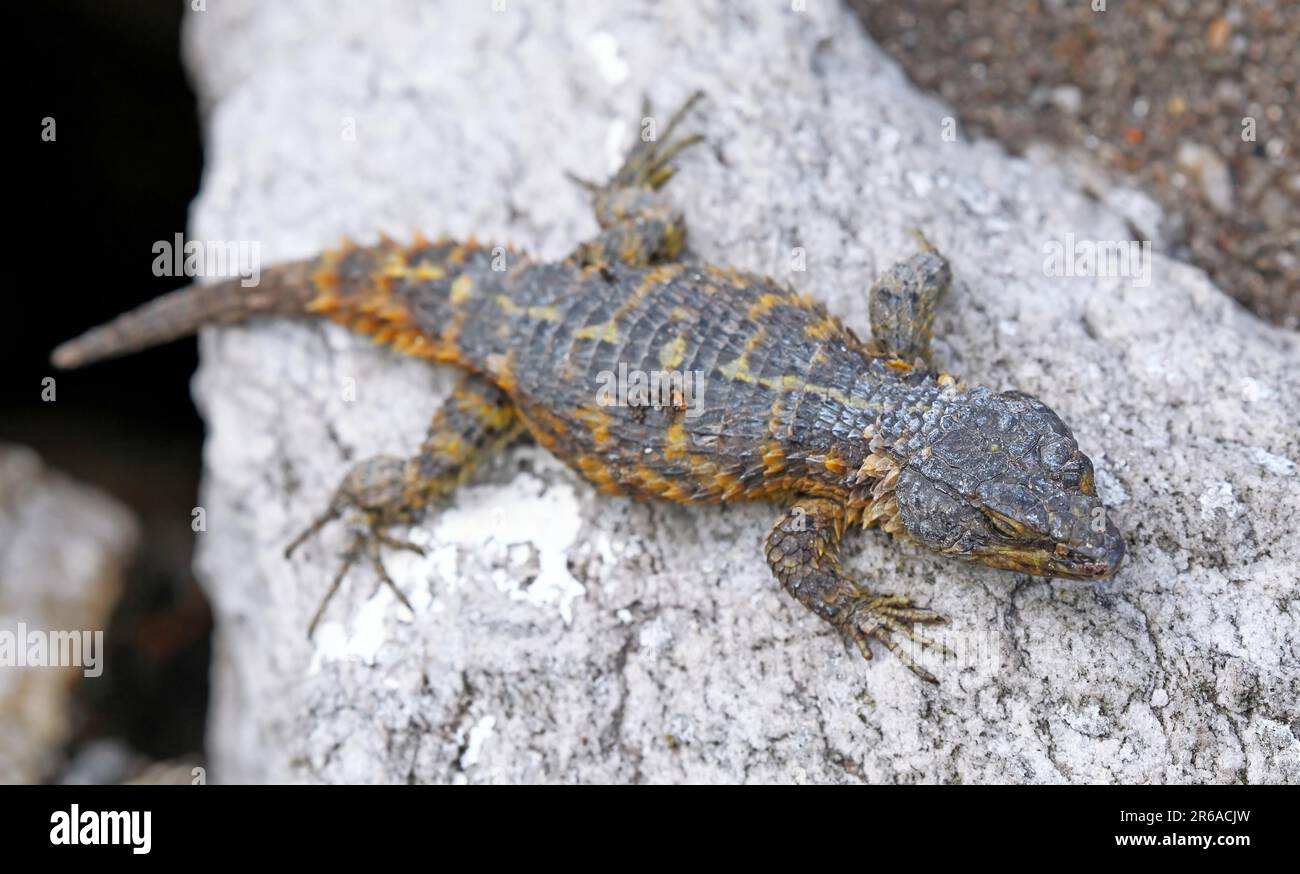 Kap g hi-res stock photography and images - Alamy