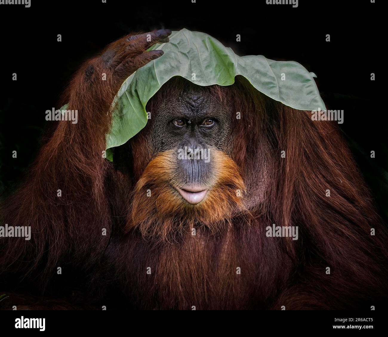 HILARIOUS images of an orangutan playing around with leaves and plants ...