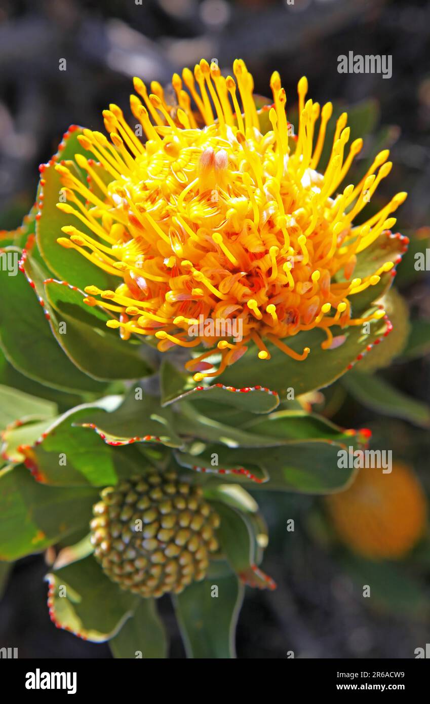 Silver tree protea hi-res stock photography and images - Alamy