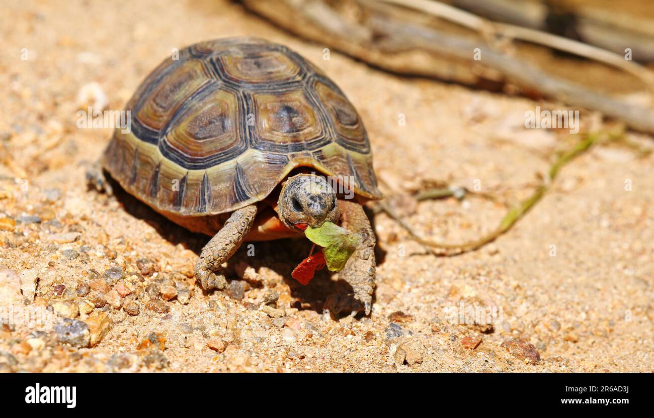 Testudo genus hi-res stock photography and images - Alamy