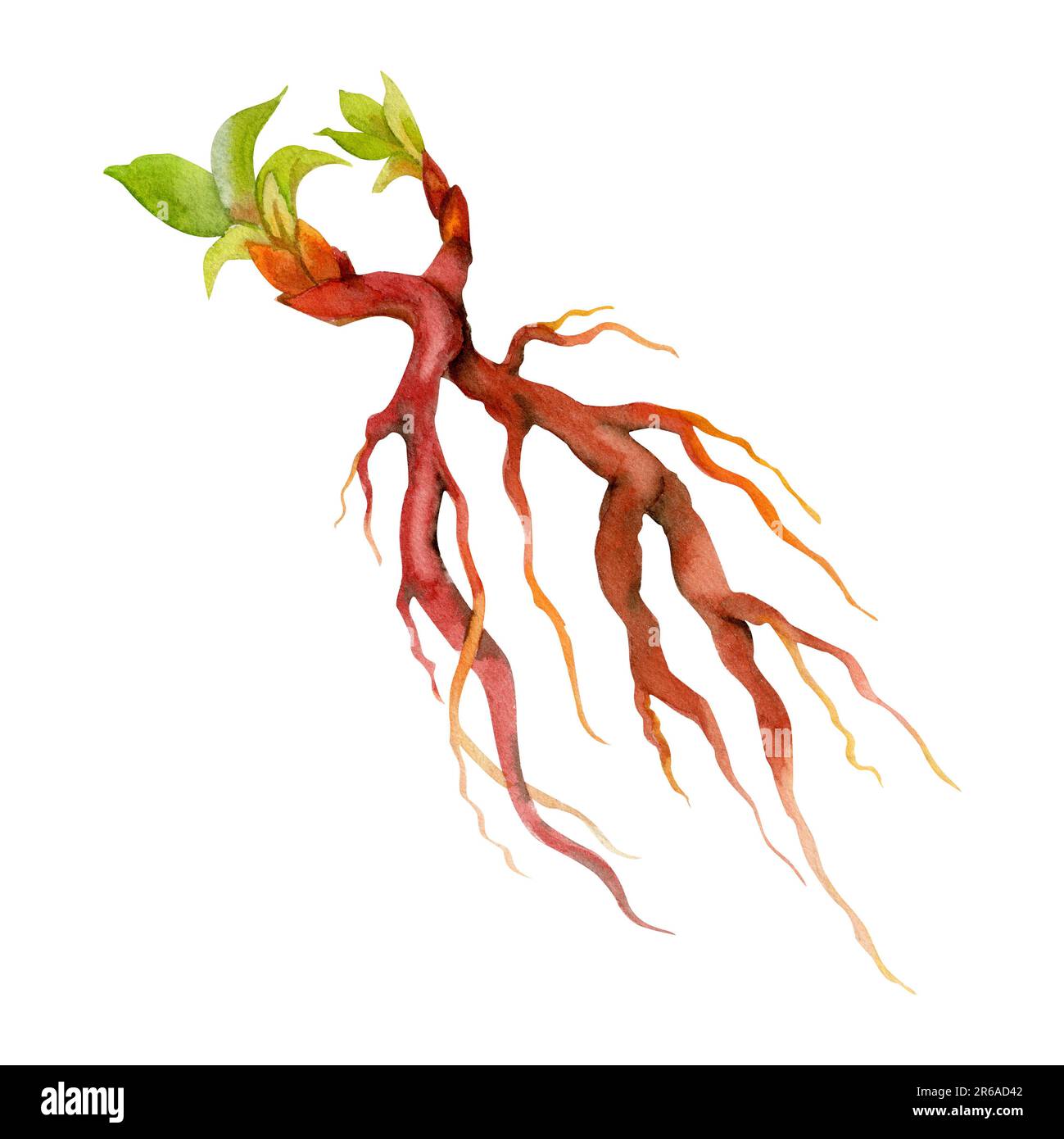 Hand drawn watercolor madder root, rubia plant coloring red dye. Hobby ...