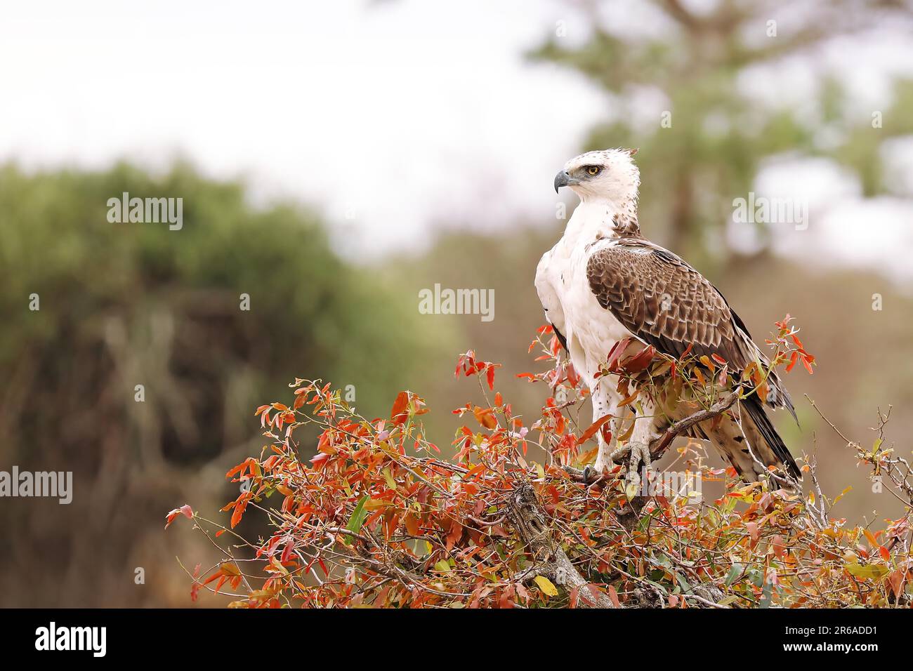 Junger Kampfadler, Kruger Nationalpark, S Stock Photo - Alamy