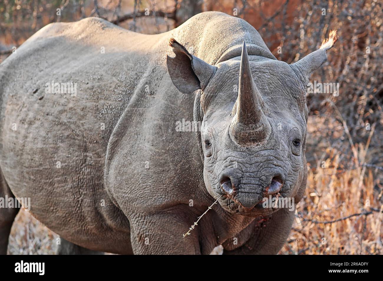 Aussterben hi-res stock photography and images - Alamy