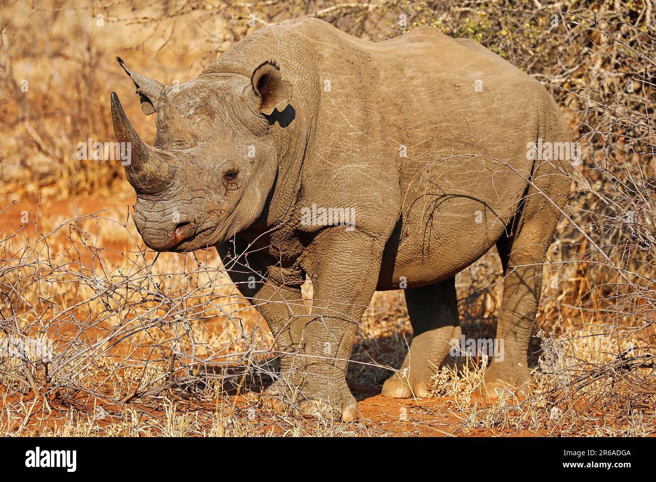 Aussterben hi-res stock photography and images - Alamy
