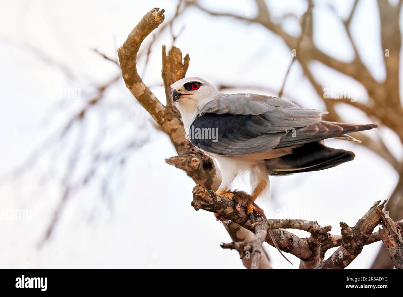 Beute wildlife hi-res stock photography and images - Alamy