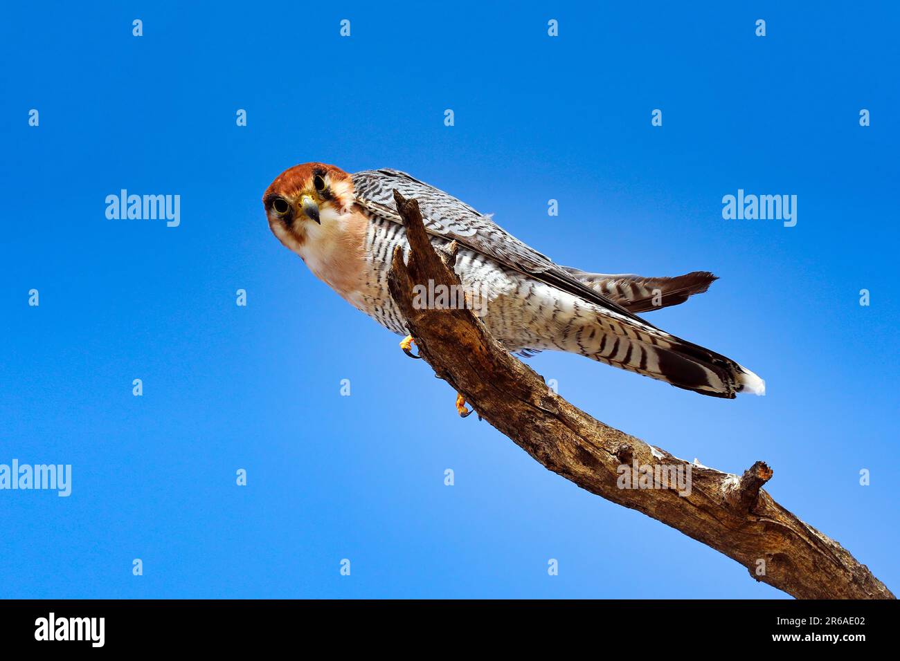 Red-necked falcon (Falco chicquera), Kgalagadi Transfrontier National ...
