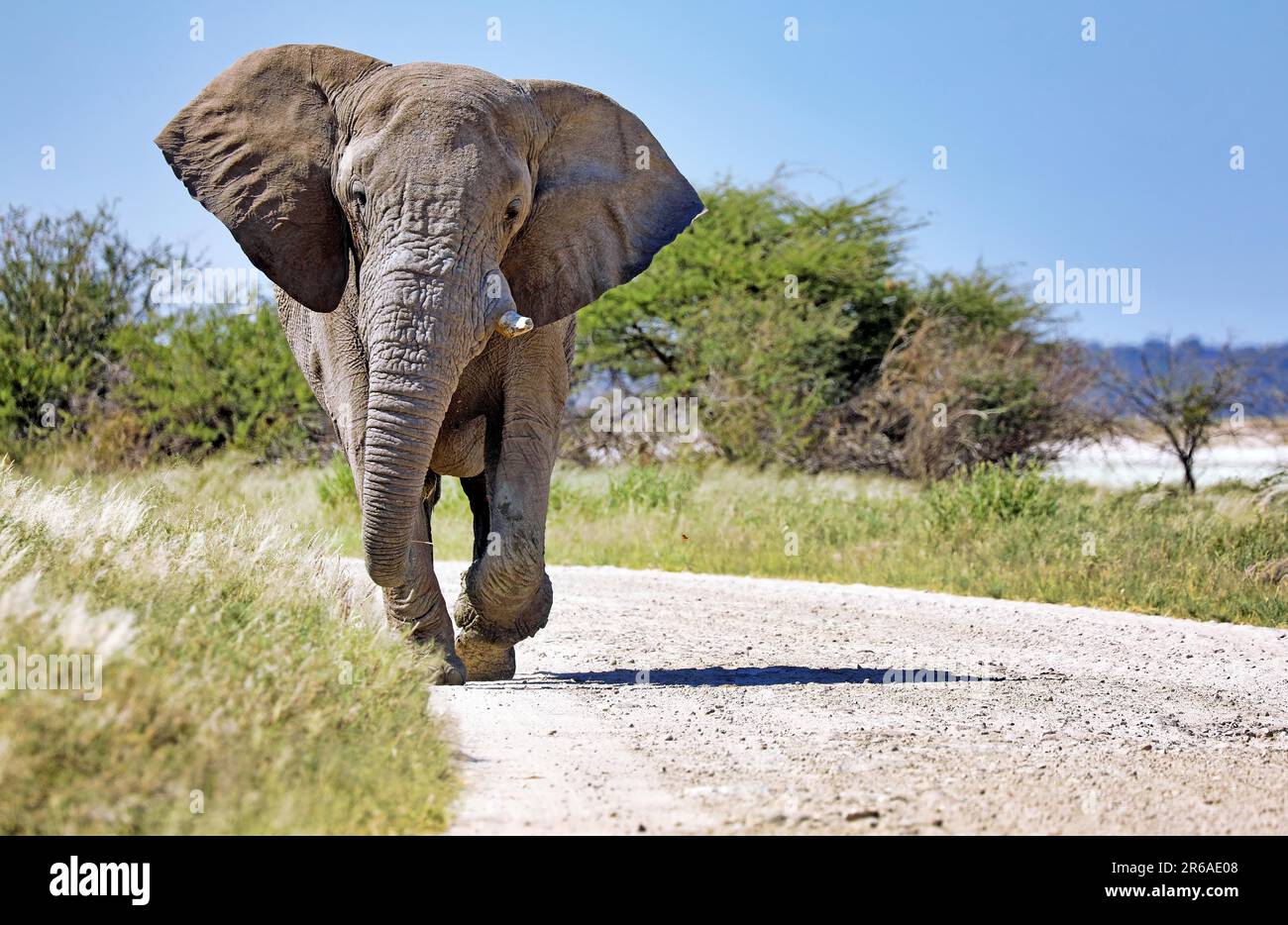 Running african bull elephant hi-res stock photography and images - Alamy