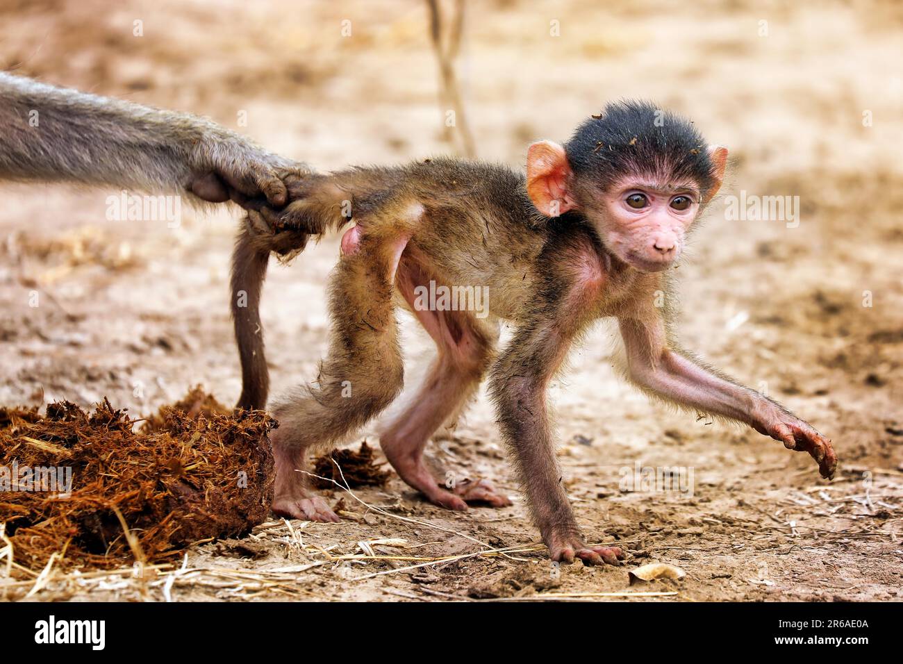 Baboon (papio cynocephalus) stooped by his mom, South Luangwa National ...