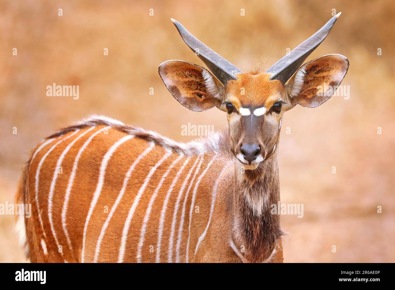 Young Nyala, male, Majete Wildlife Reserve, Malawi, (Nyala angasi Stock ...