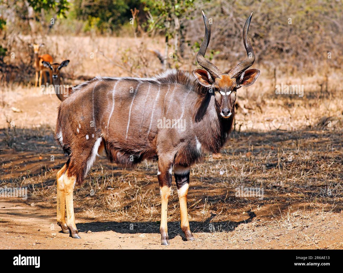 Nyala, male, Majete Wildlife Reserve, Malawi, (Nyala angasi Stock Photo ...