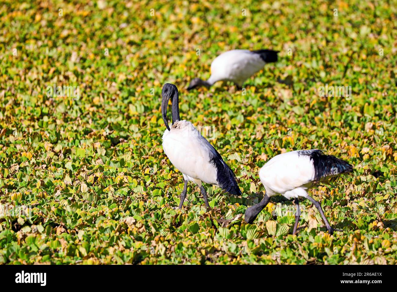Afrikanischer heiliger ibis threskiornis aethiopicus wild hi-res stock ...