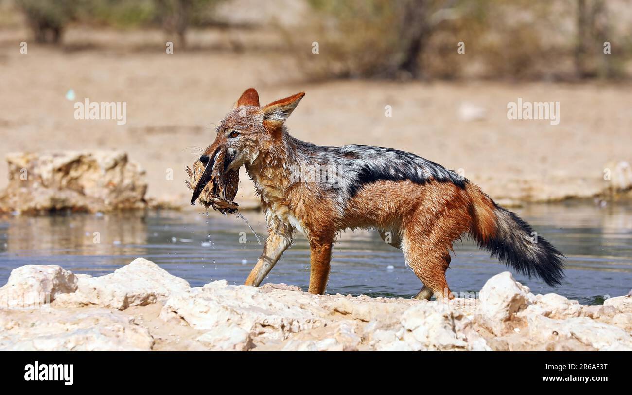 Black-backed jackal (Canis mesomelas) with his prey, Kgalagadi ...
