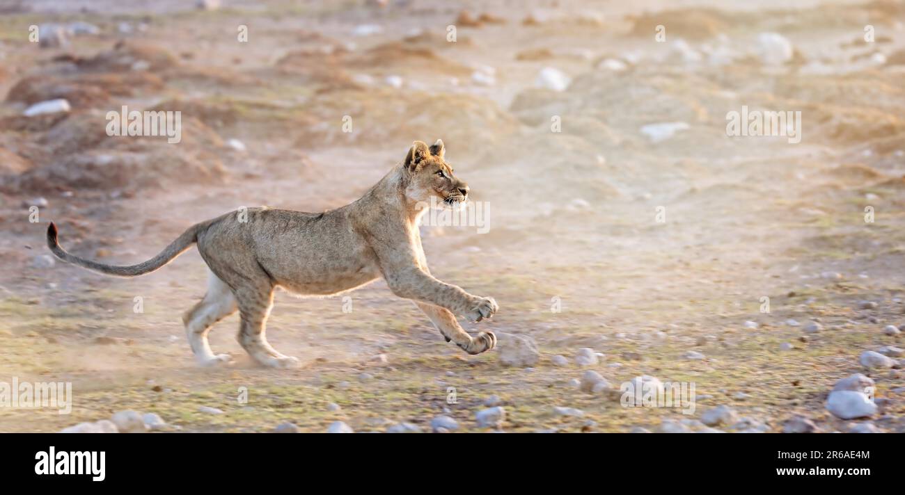 Hunting lion (Panthera leo), Etosha National Park, Namibia Stock Photo ...