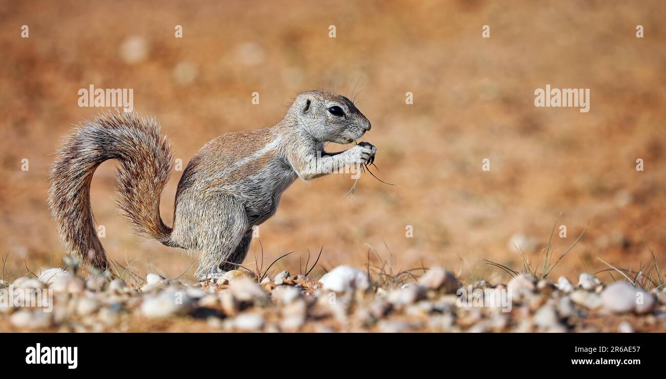 Ground squirrel (Xerus inauris), Kgalagadi Transfrontier National Park ...