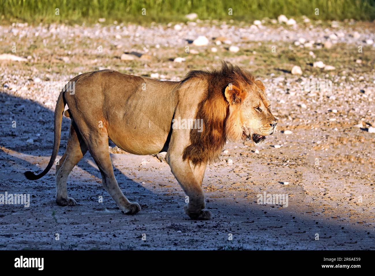 Male lion (Panthera leo), Kgalagadi Transfrontier National Park, South ...