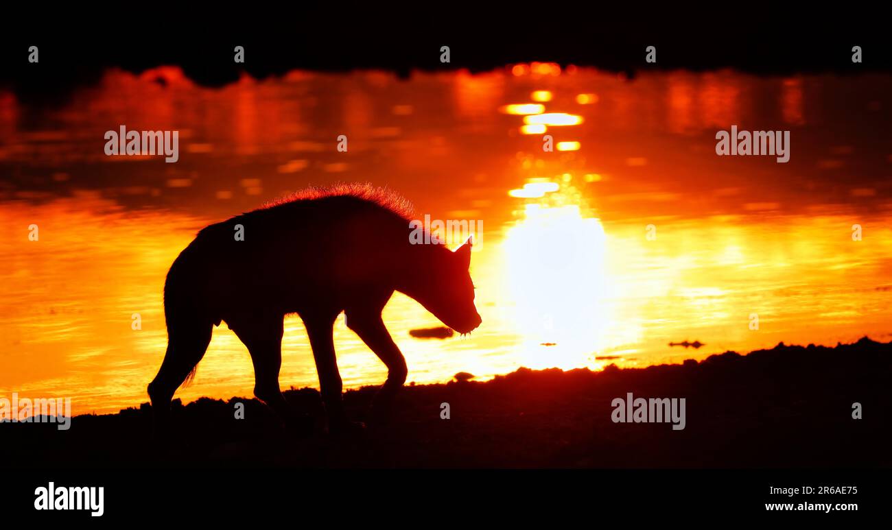 Spotted hyena (Crocuta crocuta) in the sunrise, Etosha National Park ...