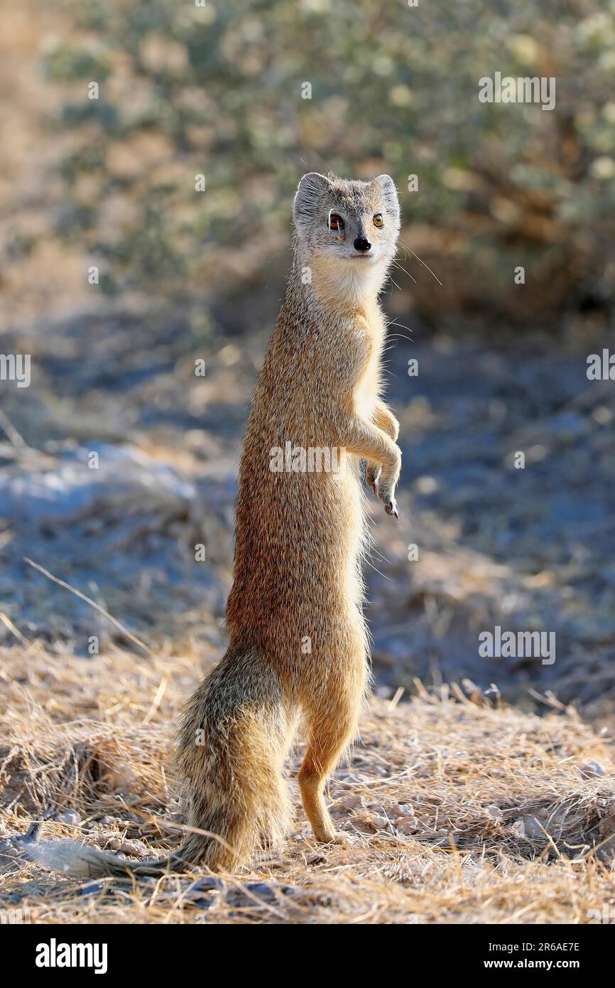 Yellow mongoose etosha namibia hi-res stock photography and images - Alamy