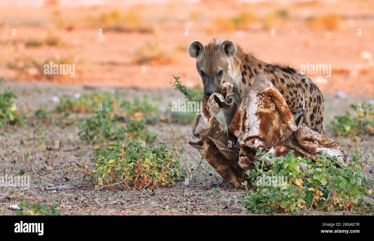 Spotted hyena (Crocuta crocuta) with a piece of a giraffe, Etosha ...