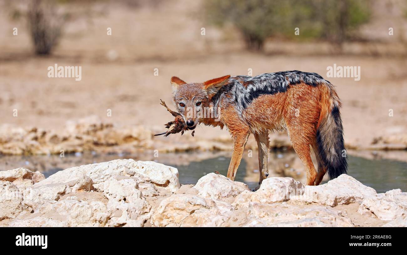 Black-backed jackal (Canis mesomelas) with his prey, Kgalagadi ...