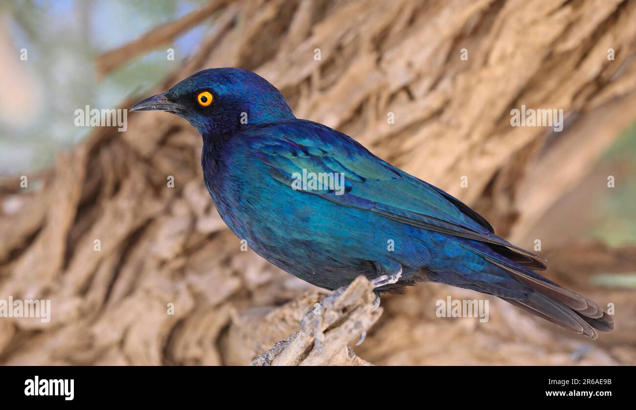 Cape Glossy Starling (Lamprotornis nitens), Kgalagadi Transfrontier ...
