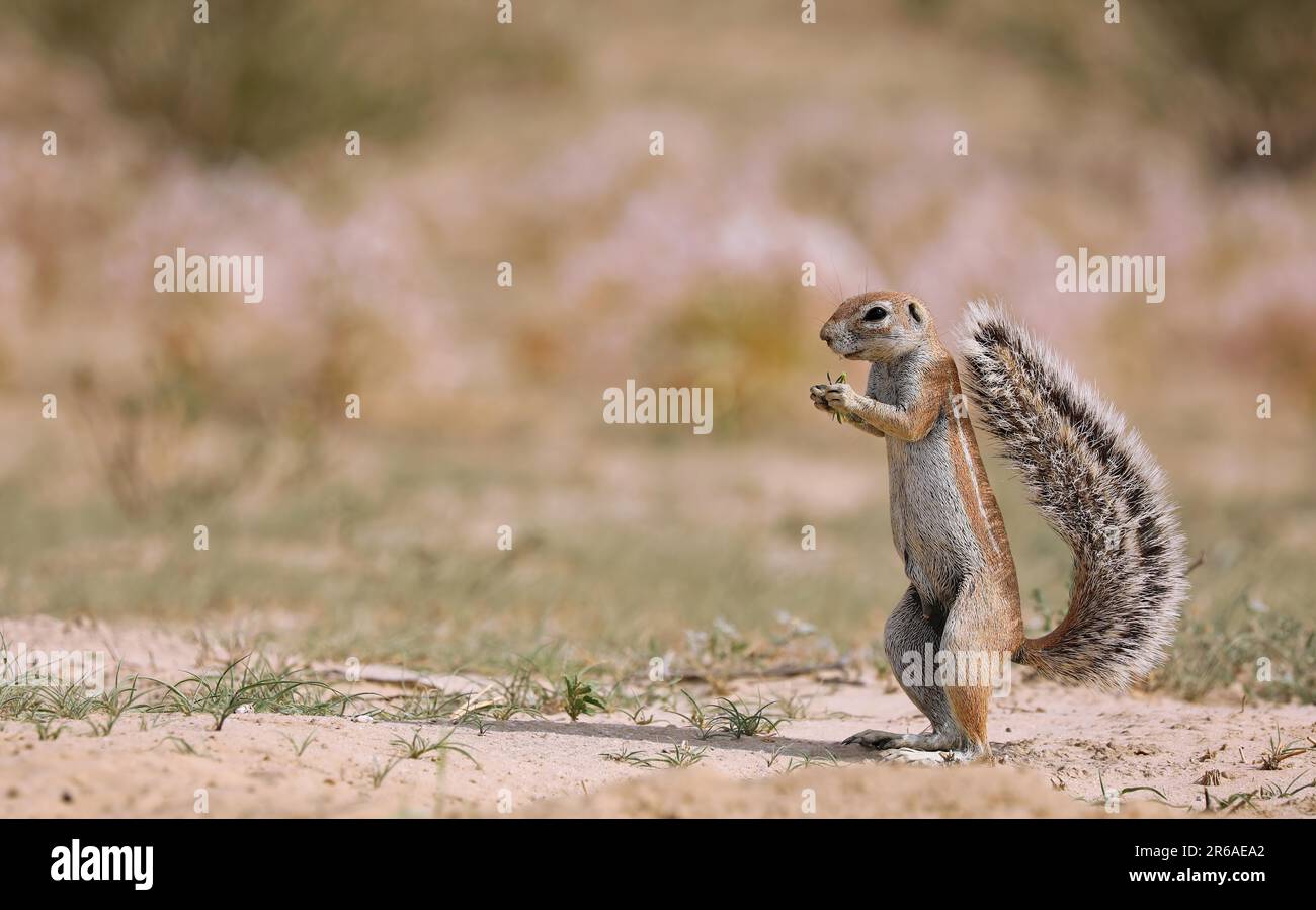 Ground squirrel (Xerus inauris), Kgalagadi Transfrontier National Park ...