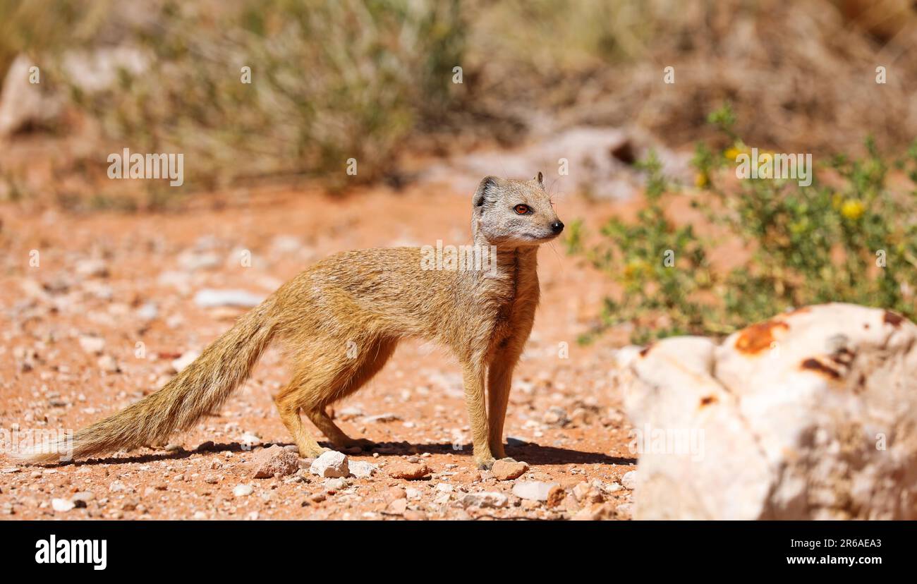 Yellow mongoose (Cynictis penicillata), Kgalagadi Transfrontier ...