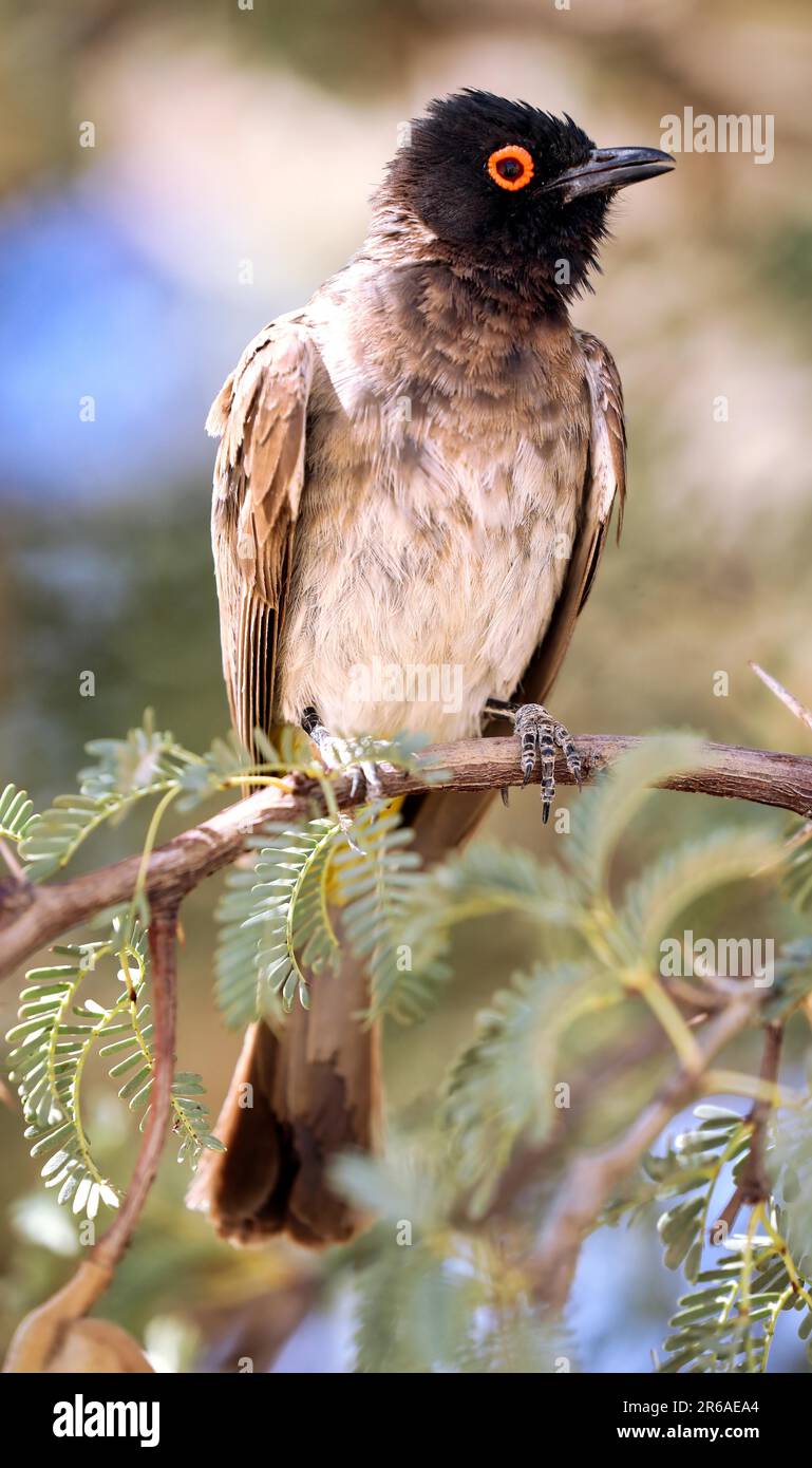 African red-eyed bulbul (Pycnonotus nigricans), Kgalagadi Transfrontier ...