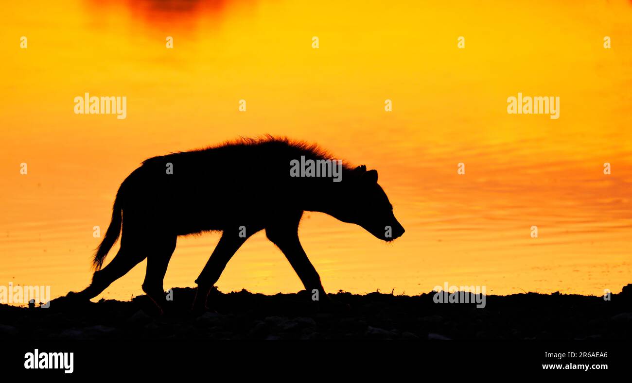 Spotted hyena (Crocuta crocuta) in the sunrise, Etosha National Park ...