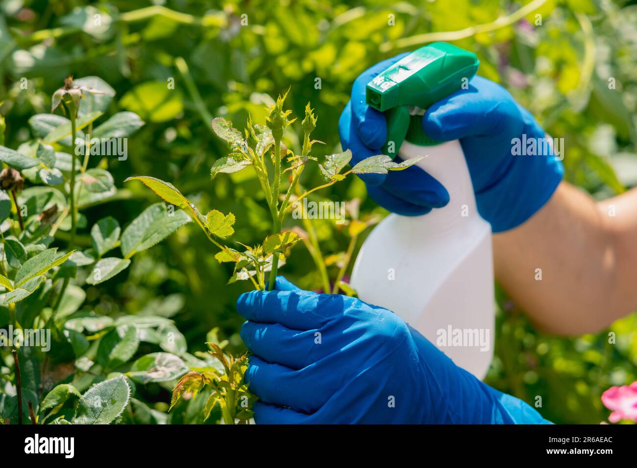 treatment in the garden of young shoots of roses from aphids ...