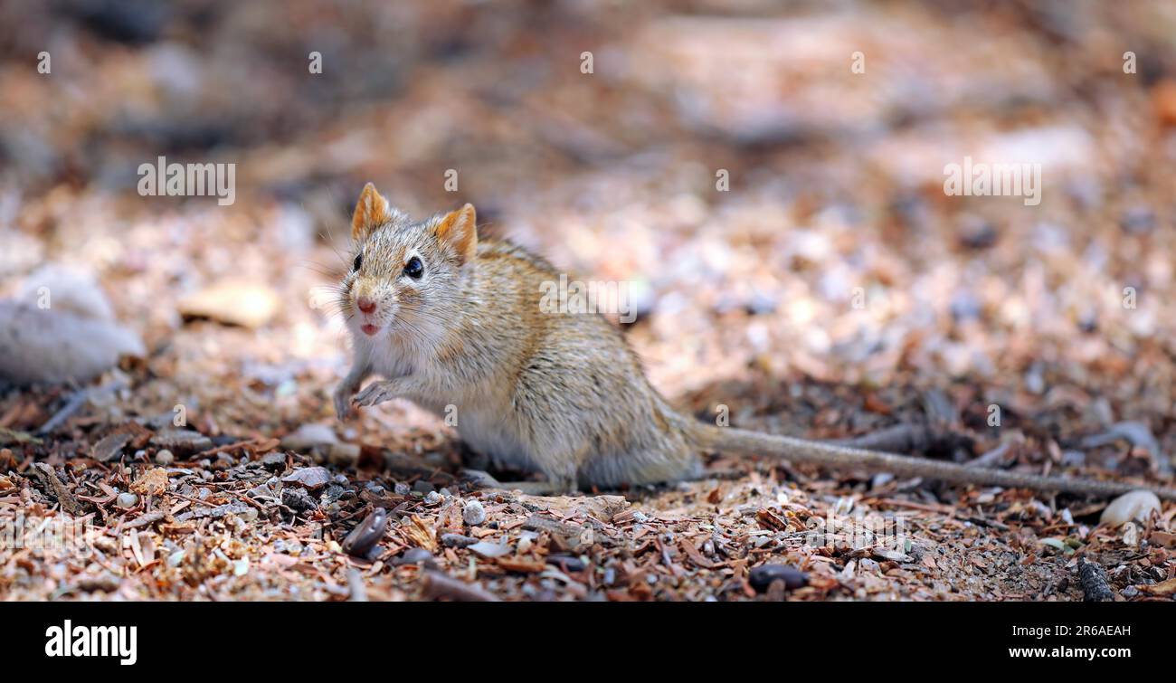 African striped mouse (Rhabdomys pumilio), Kgalagadi Transfrontier ...