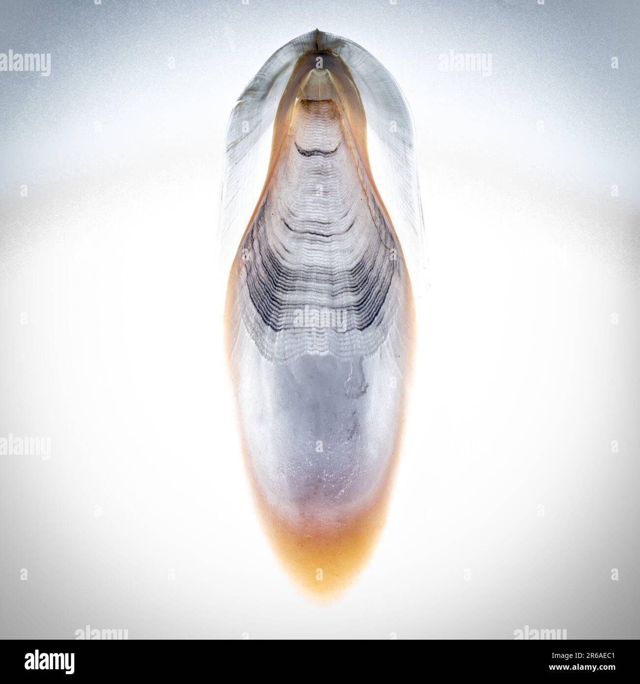 Soft cuttlefish hi-res stock photography and images - Alamy