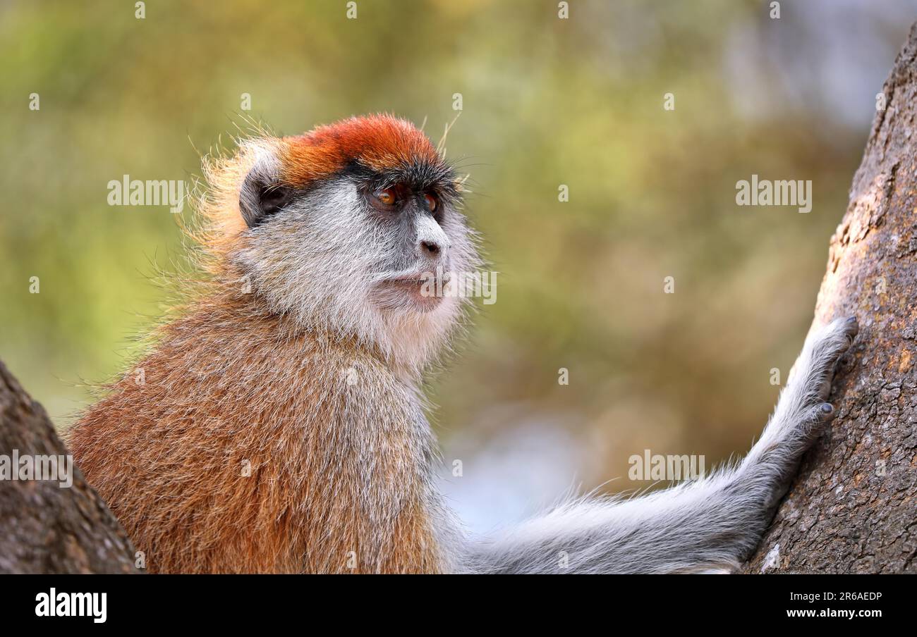 Patas Monkey (Erythrocebus patas pyrrhonotus), Murchison Falls National ...