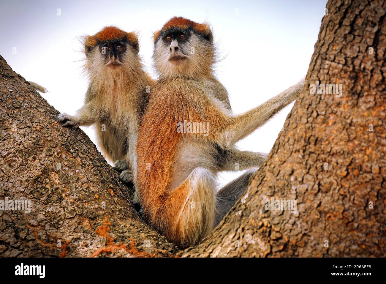 Patas Monkey (Erythrocebus patas pyrrhonotus), Murchison Falls National ...