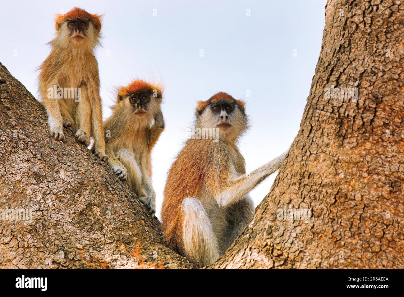 Patas Monkey (Erythrocebus patas pyrrhonotus), Murchison Falls National ...