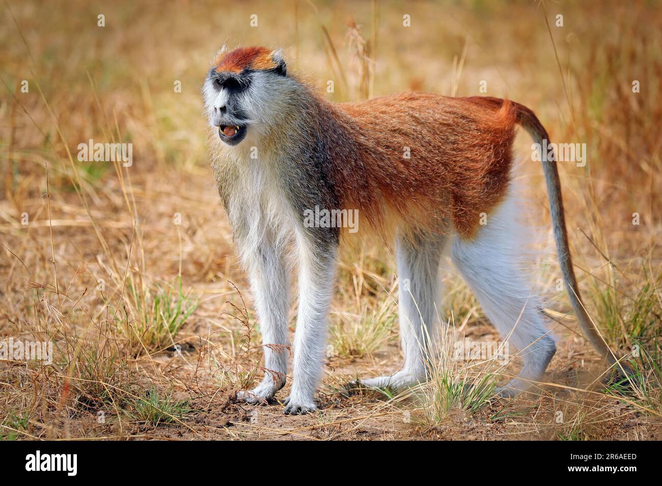 Patas Monkey (Erythrocebus patas pyrrhonotus), Murchison Falls National ...