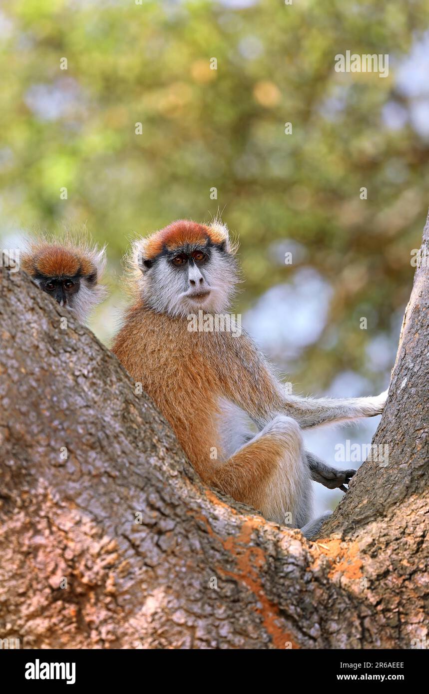 Patas Monkey (Erythrocebus patas pyrrhonotus), Murchison Falls National ...
