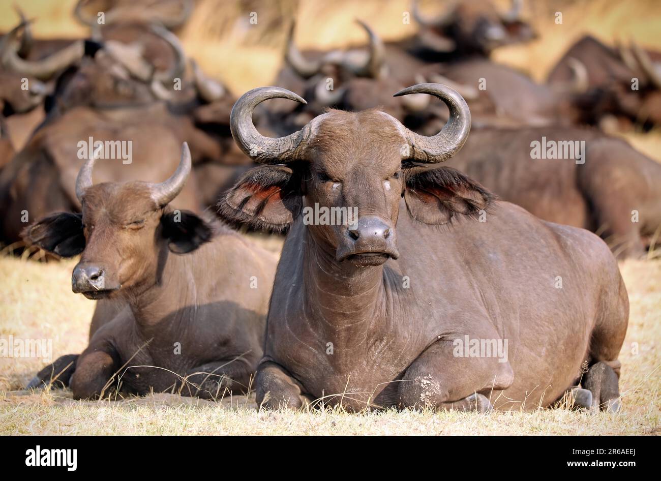 African buffalo (Syncerus caffer), Murchison Falls National Park Uganda ...