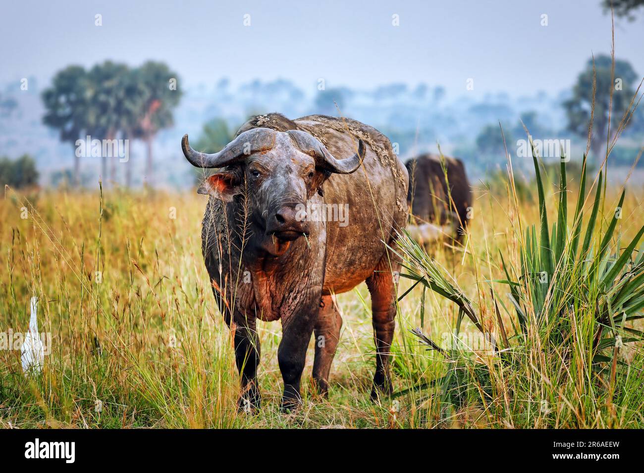 African buffalo (Syncerus caffer), Murchison Falls National Park Uganda ...