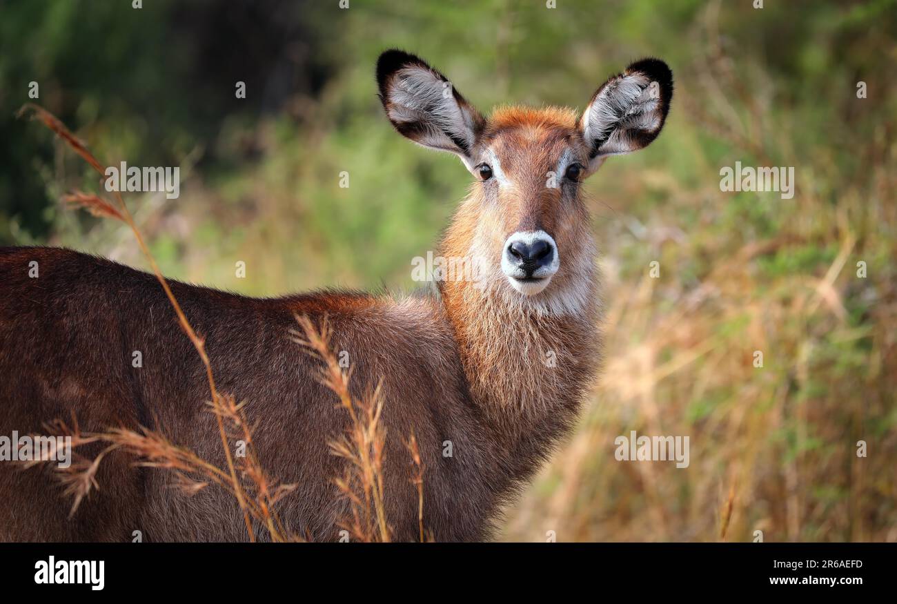 Defassa waterbuck (Kobus defassa), Murchison Falls National Park Uganda ...